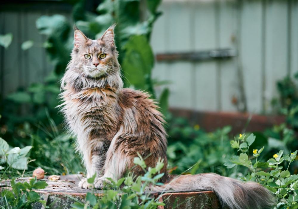 Maine Coon - Prietenii Animalelor