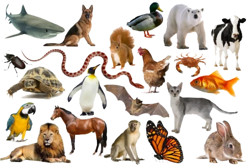 Toate Animalele - Prietenii Animalelor